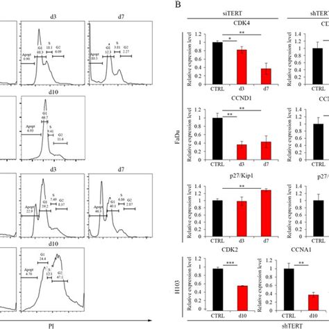 Cell Cycle Arrest Analysis After Silencing Of Htert Gene Expression