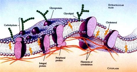 1 Schematic Of A Eukaryotic Cell Membrane With Typical Transmembrane