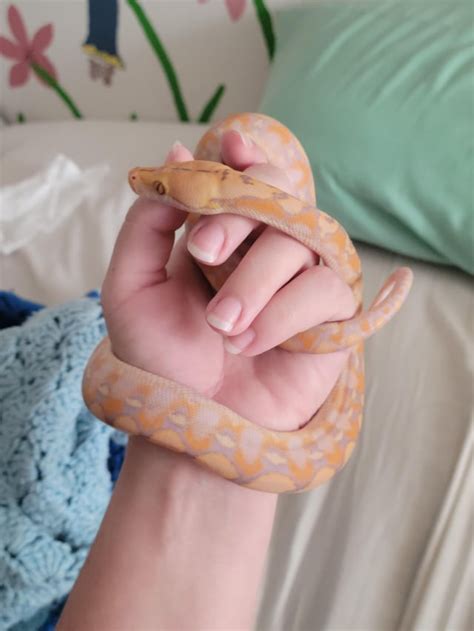 Aphrodite My Juvenile Reticulated Python Rsnakes Aphrodite My Juvenile Reticulated Python Rsnakes