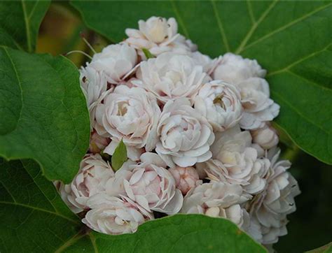 Facts About Chinese Glory Bower Health Benefits