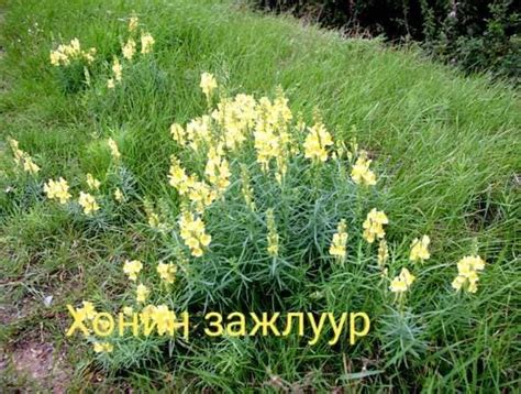 МАНАЙ ОРОНД Шимт Агро Холдинг Shimt Agro Holding