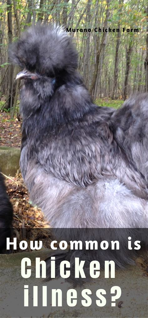 How Common Is Chicken Illness Murano Chicken Farm