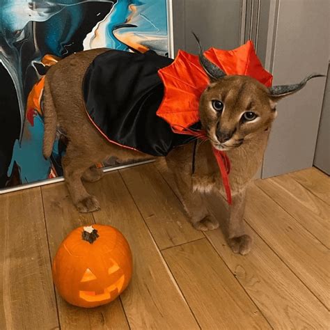 🎃 Happy Halloween 🎃 R Floppa