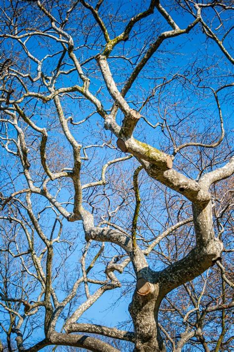 View Of Tree Branches With Sparse Leaves Against A Clear Blue Sky Stock Image Image Of Sparse