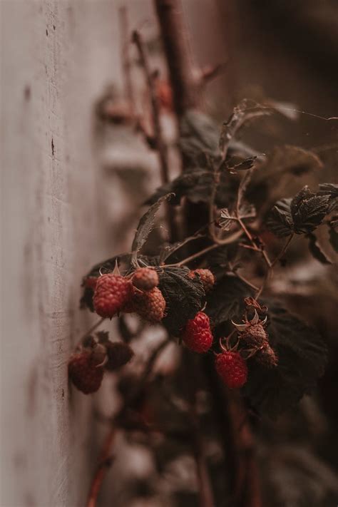 Dried Raspberry Branch Free Photo Rawpixel