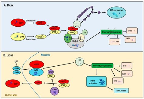 How Histone Acetyltransferases Shape Plant Photomorphogenesis And Uv