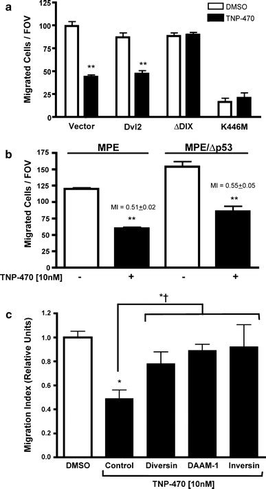 Pcp Signaling Inhibition Disrupts Endothelial Cell Migration In A