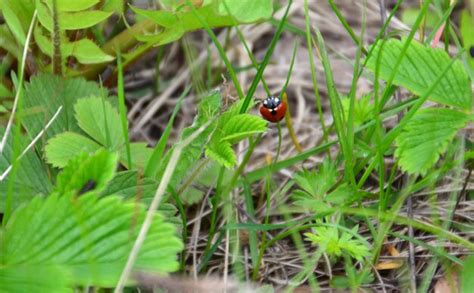Premium Photo A Ladybug Is On The Ground In The Grass