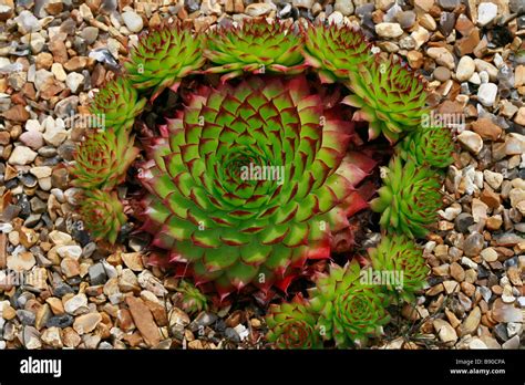 Sempervivum Tectorum Sunset Stock Photo Alamy