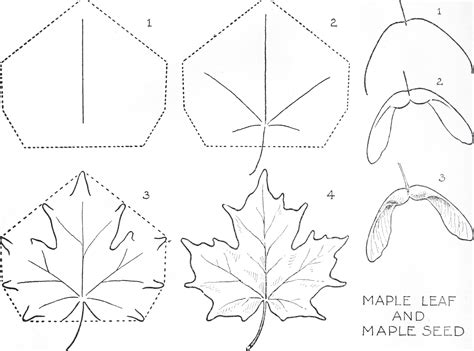 How To Draw Maple Leaf And Seed Easy Step By Step Instruction Free