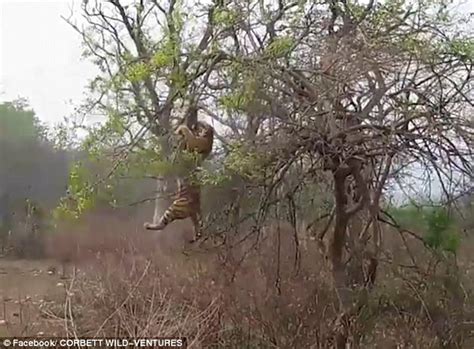 Youtube Video Captures Showdown Between A Tiger And A Monkey Who Saves