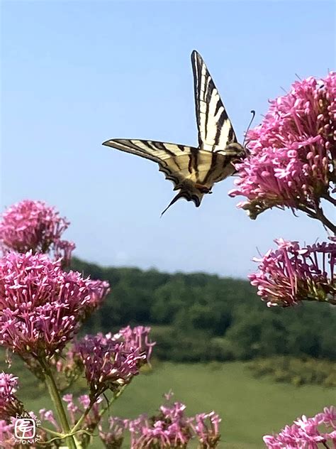 Flore et micro faune du sud de la France Flambé sur Valériane