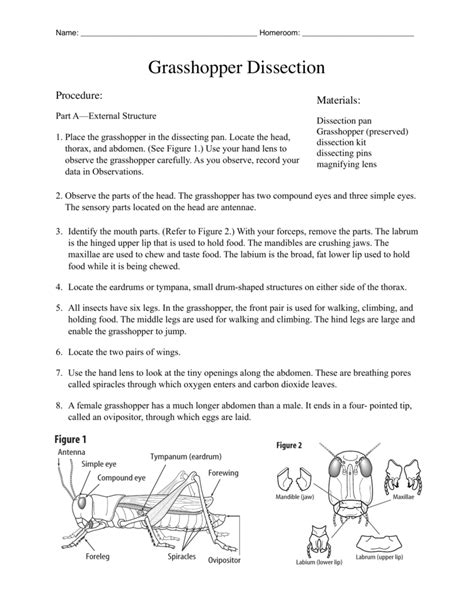 Grasshopper Dissection Lab