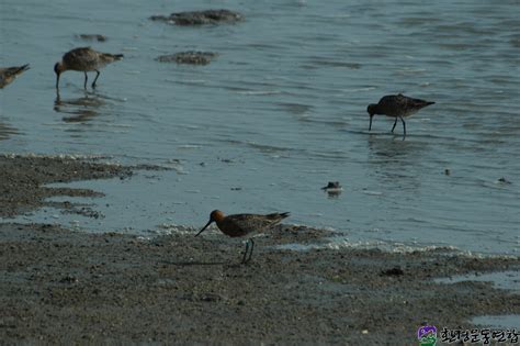 Dsc6011 ⓒ박종학 2005 4 28 도요물떼새 조사 Kfem Photo Flickr
