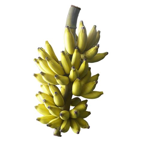 Gambar Tandan Pisang Png Vektor Psd Dan Clipart Dengan Background Transparan Untuk Download