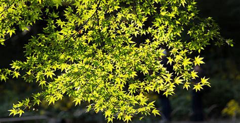 Different Types Of Ginkgo Biloba Tree Varieties Species And Cultivars