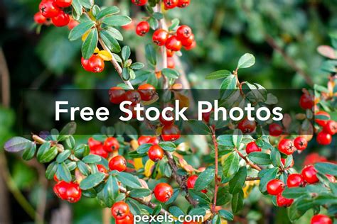 Bearberry Plant Photos Download The Best Free Bearberry Plant Stock