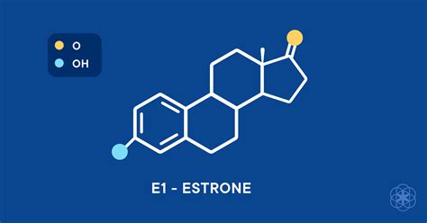 Understanding Estrogen Levels During Your Menstrual Cycle