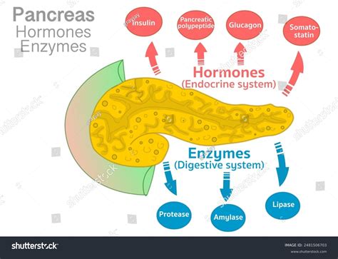 Insulin Pancreas Diagram Insulin Tabers Medical Dictionary