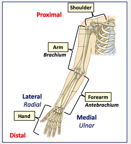 Medial Arm
