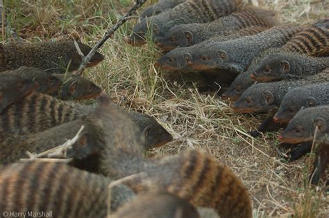 Female Banded Mongooses Incite Violence For Better Mating Opportunities