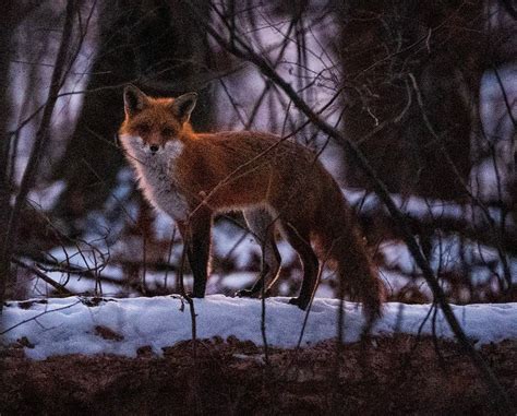 Mar 31 Wildlands Conservancy Red Fox Photo Contest And 15 Amazing