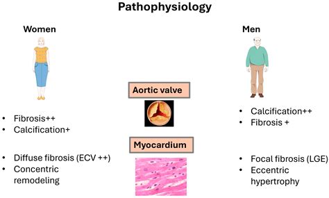 Sex Related Differences In The Pathophysiology Cardiac Imaging And Clinical Outcomes Of Aortic