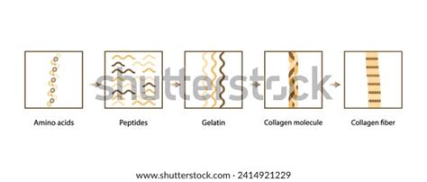 Collagen Synthesis Amino Acids Peptides Gelatin Stock Vector Royalty
