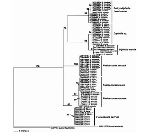 most equally parsimonious tree with bootstrap value using 1 000