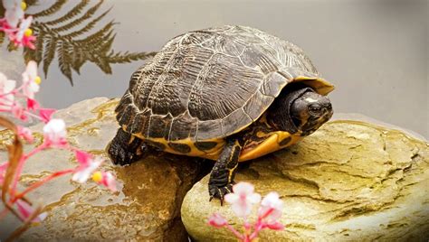 Animal Symbolism Turtle Meanings On Whats Your