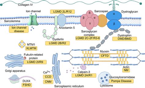 Gene Therapy For Genetic Diseases Challenges And Future Directions