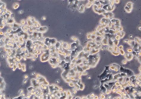 Sw Organoid