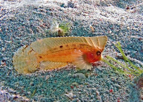 Juvenile Leaf Fish Marine Sealife