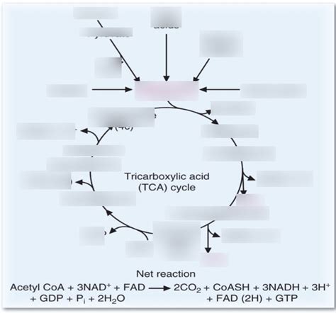 TCA Label Diagram Quizlet
