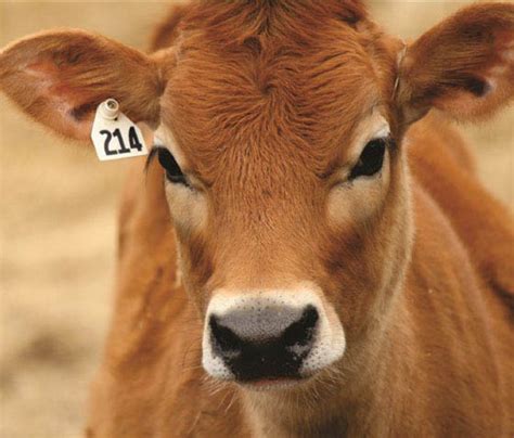 Calf Rearing Agri Studies