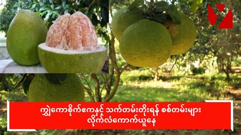 ကျွှဲကောစိုက်ဧကနှင့် သက်တမ်းတိုးရန် စစ်တမ်းများ လိုက်လံကောက်ယူနေ Youtube