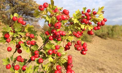Crataegus Monogyna Medicinal Uses Vxgxfb