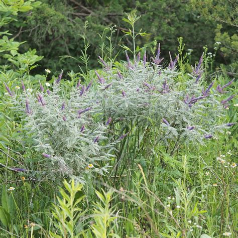 Amorpha Canescens Lead Plant Gowanus Canal Conservancy