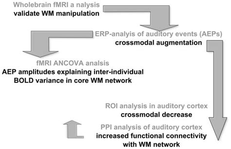 Fmri Functional Magnetic Resonance Imaging Wm Working Memory Download Scientific Diagram