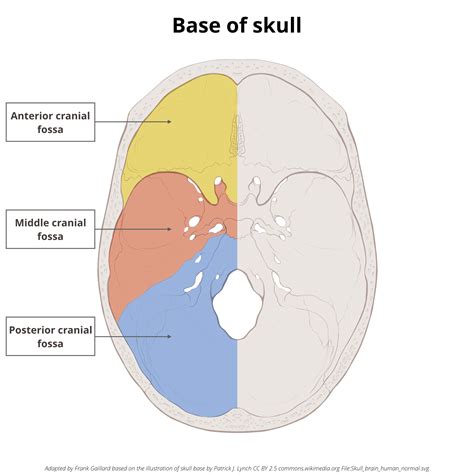 Radiopaedia Drawing Base Of Skull English Labels Anatomytool
