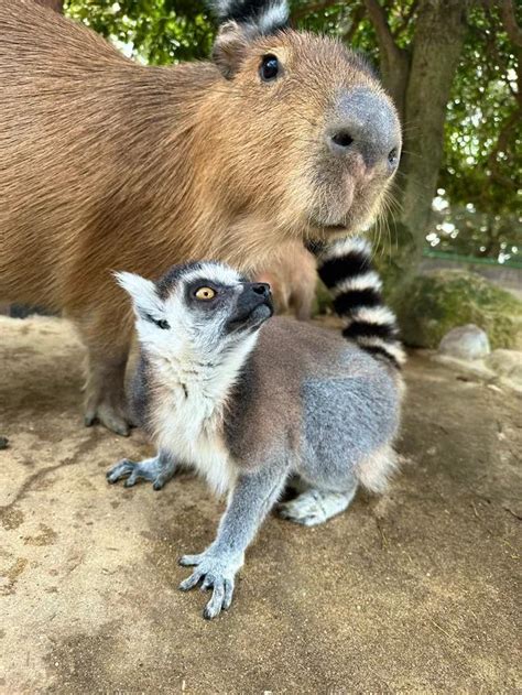 🔥capybara Has Latest Friendship R Natureisfuckinglit
