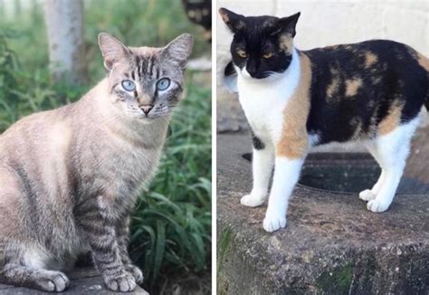 Dona Oferece R 1 Mil Como Recompensa Para Quem Encontrar Gatos