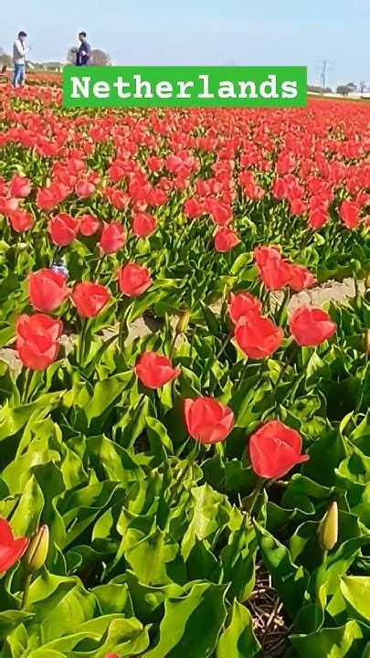 Beautiful Tulip Feilds Netherlands Shorts Shortvideo Trending Youtube