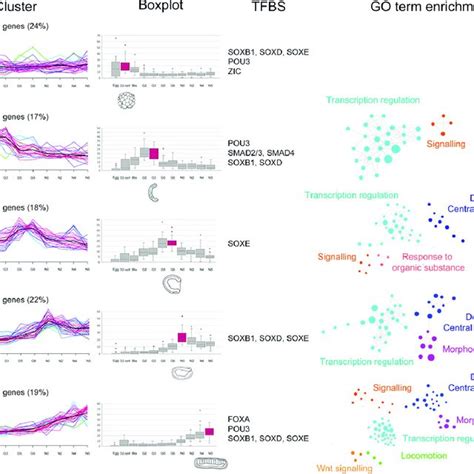 Analysis Of All Neural G5 Genes Expression In Whole Embryos Mfuzz
