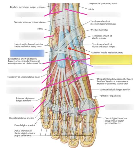 Dorsal Aspect Of Foot Diagram Quizlet