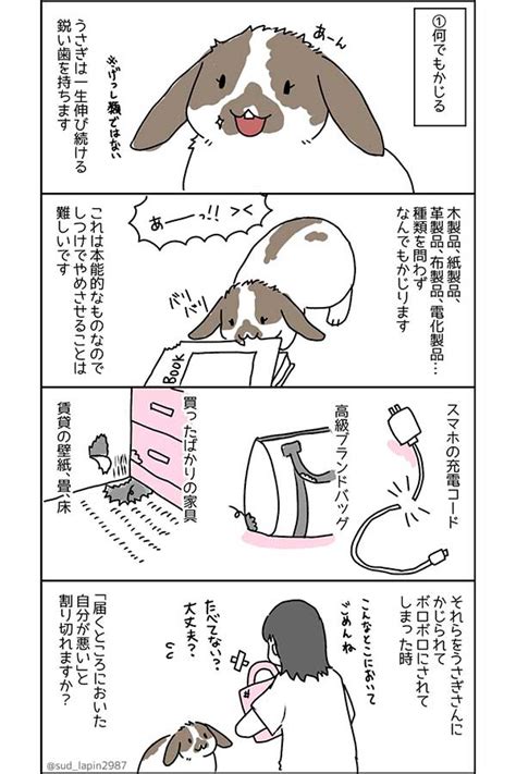 「飼いやすいはデマ」 ウサギの安易なお迎えを注意喚起する漫画に大反響 Hint Pot 3