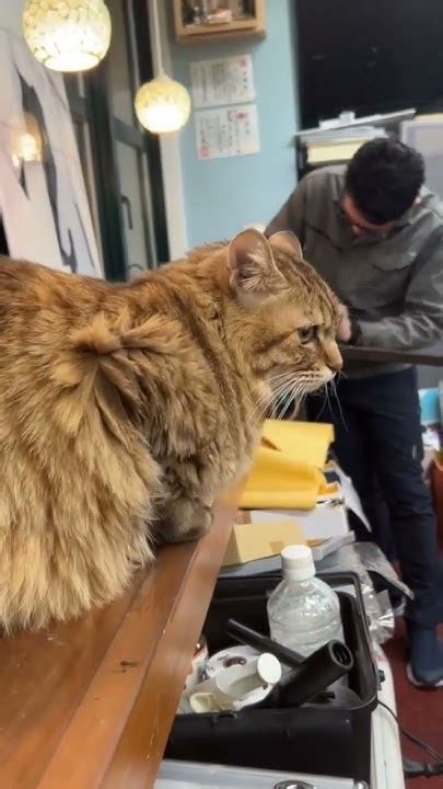 見返りねこ見守り 保護猫ビリー ”事務所にゃんこ” アレックスコーポレーションの事務所猫です にゃん 保護猫 ねこ ＃賃貸 ねこ物件