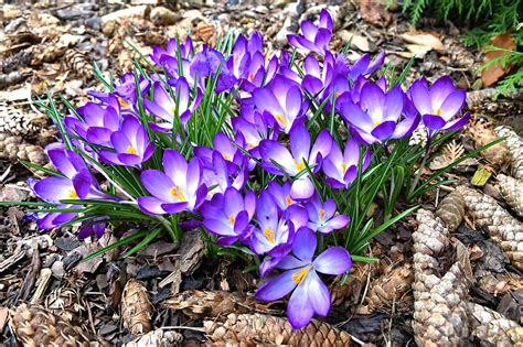 Crocus Spring Nature Free Photo On Pixabay Pixabay