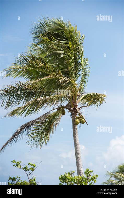 Tree Blowing In The Wind High Resolution Stock Photography And Images Alamy