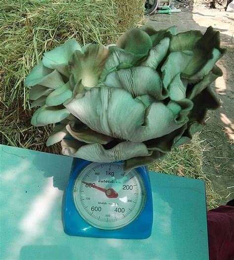 🍄🍄🍄สามก้อน สวนฮัลเล่ย์ แคคตัส ต้นไม้มงคล ราคาหลักสิบ